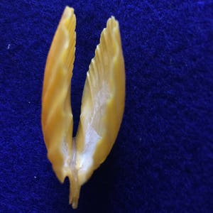 Yellow Scallop Seashell nobel Pectin With a Solid Acrylic Cube Stand ...