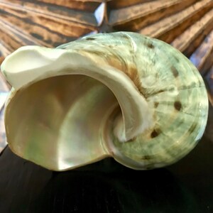 Jade Green Turbo Marmoratus Polished Seashell With Mother of Pearl Inside / Coastal Beach House ...