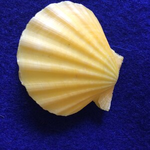 Yellow Scallop Seashell nobel Pectin With a Solid Acrylic Cube Stand ...