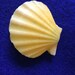 Yellow Scallop Seashell nobel Pectin With a Solid Acrylic Cube Stand ...