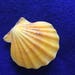 Yellow Scallop Seashell nobel Pectin With a Solid Acrylic Cube Stand ...