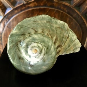 Jade Green Turbo Seashell: Polished Mother of Pearl Coastal Decor - Etsy
