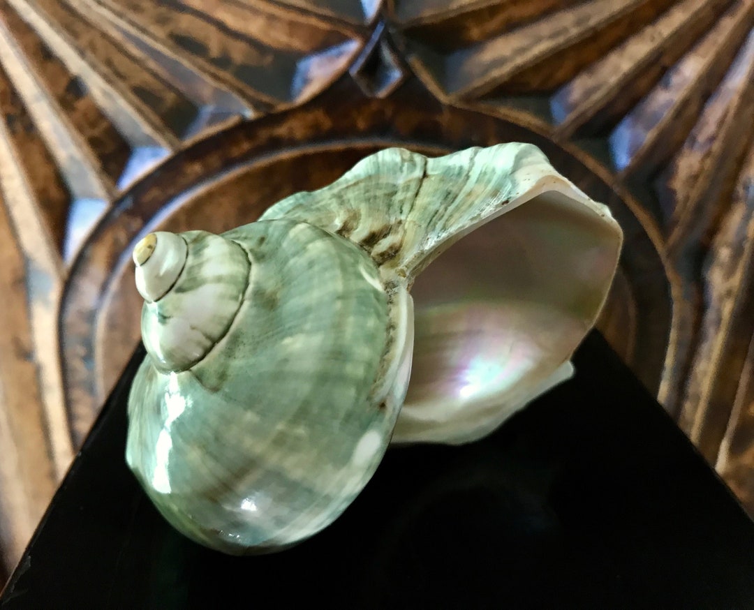 Jade Green Turbo Seashell: Polished Mother of Pearl Coastal Decor - Etsy