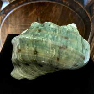 Jade Green Turbo Seashell: Polished Mother of Pearl Coastal Decor - Etsy