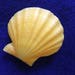 Yellow Scallop Seashell nobel Pectin With a Solid Acrylic Cube Stand ...