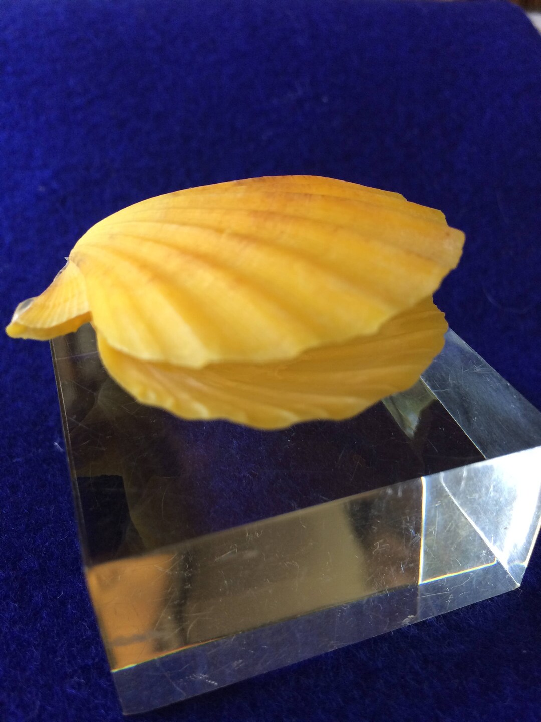 Yellow Scallop Seashell nobel Pectin With a Solid Acrylic Cube Stand ...