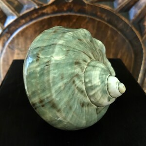 Jade Green Turbo Seashell: Polished Mother of Pearl Coastal Decor - Etsy