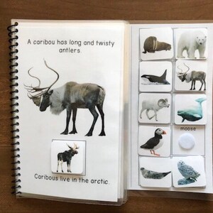 Animal Habitats Adapted Books for Special Education - Etsy