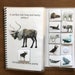 Animal Habitats Adapted Books for Special Education - Etsy