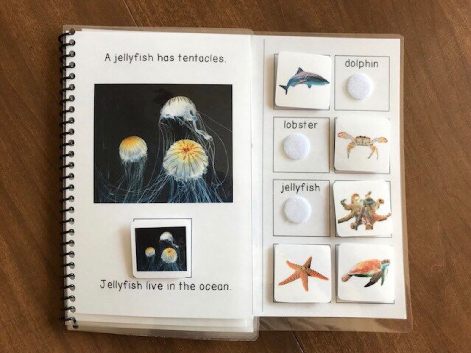 Animal Habitats Adapted Books for Special Education - Etsy