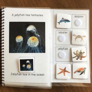 Animal Habitats Adapted Books for Special Education - Etsy