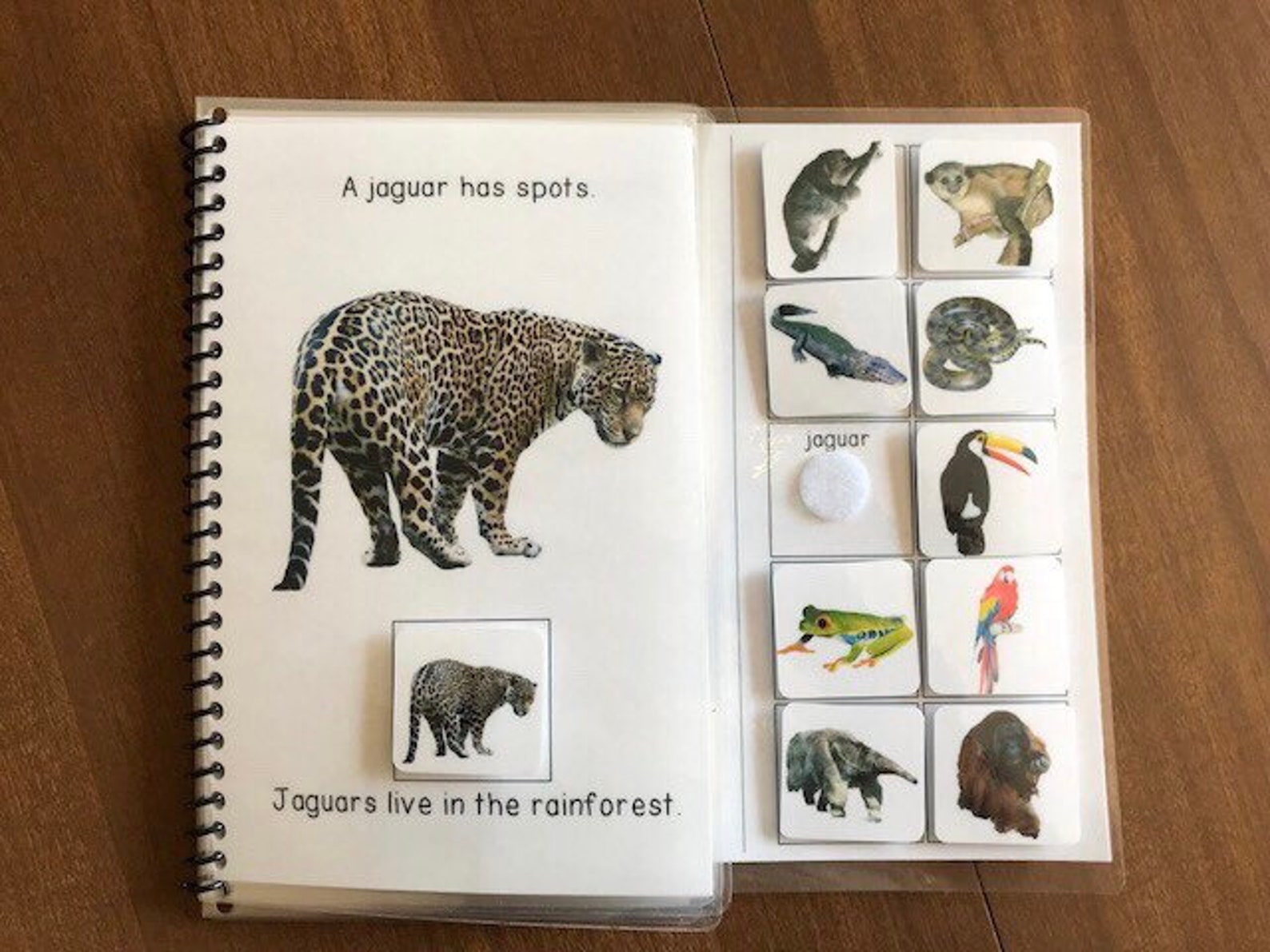 Animal Habitats Adapted Books for Special Education - Etsy