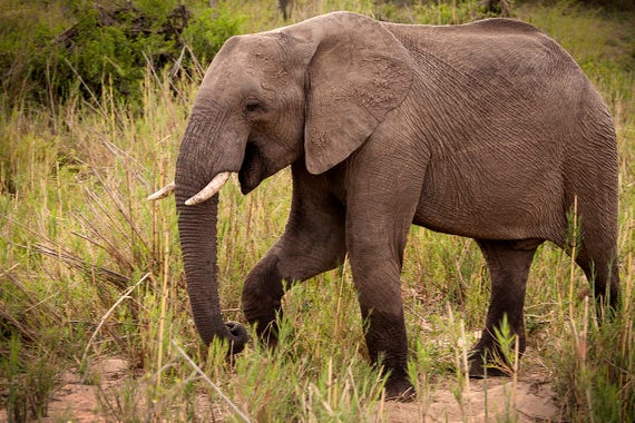 Smiling Prancing Young African Elephant Wild Animals Africa | Etsy