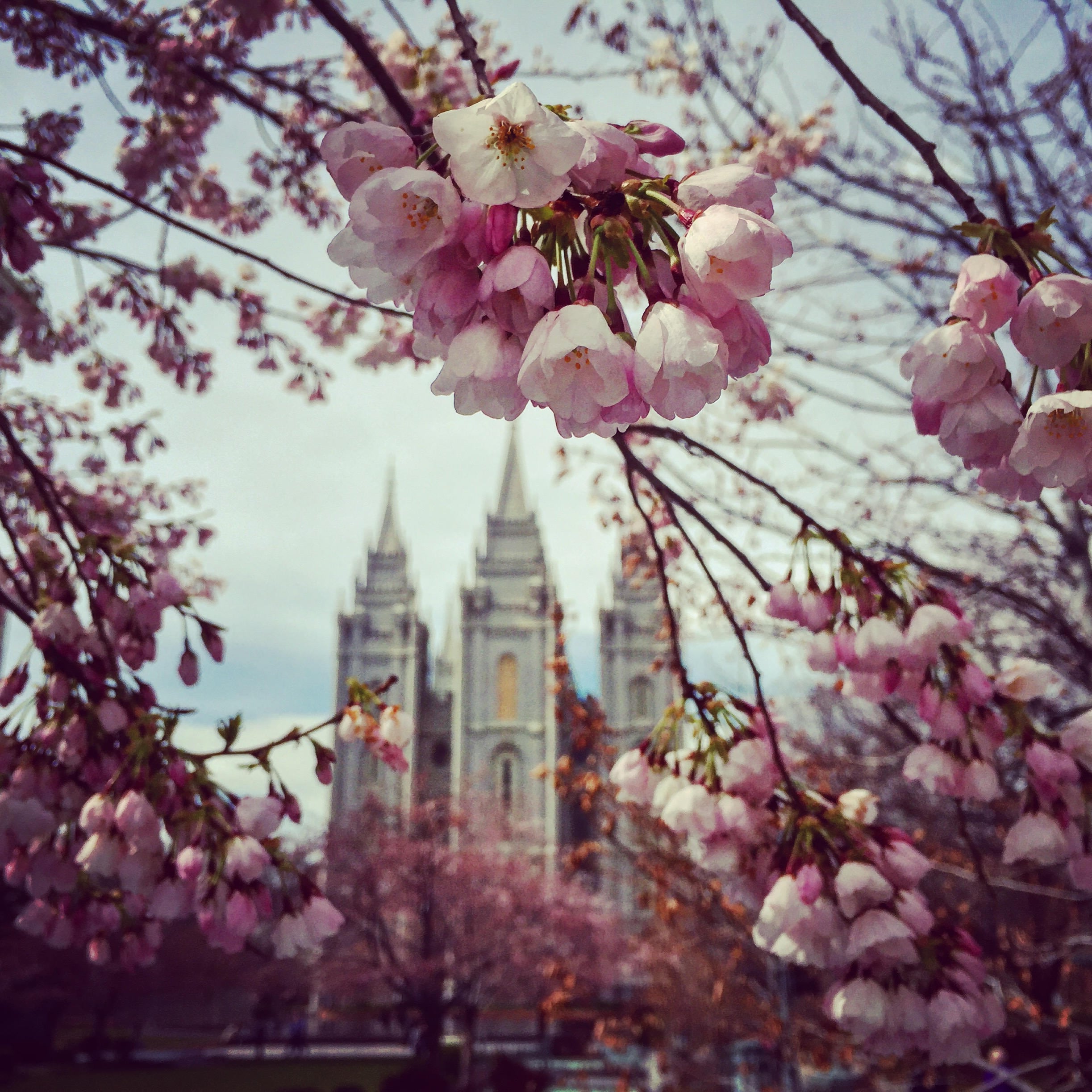Salt Lake Temple in the Spring, LDS Salt Lake Temple, Mormon Temple ...