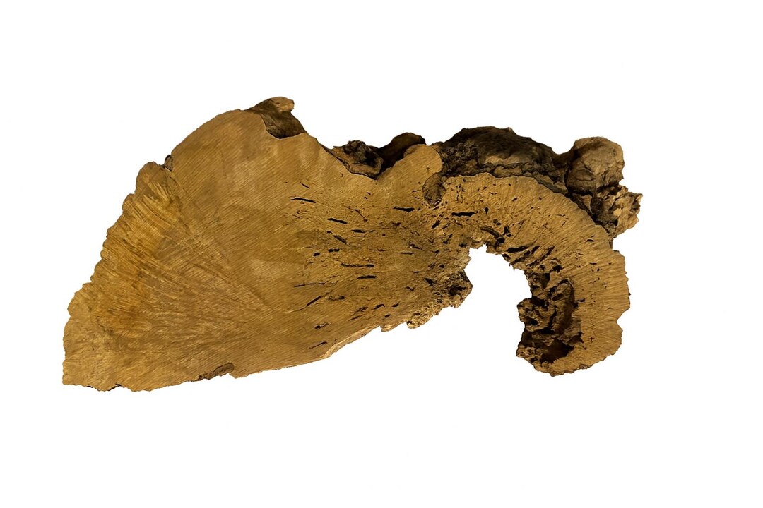 Box Elder Burl Cross-section for Woodworking or Display — Unique Grain ...