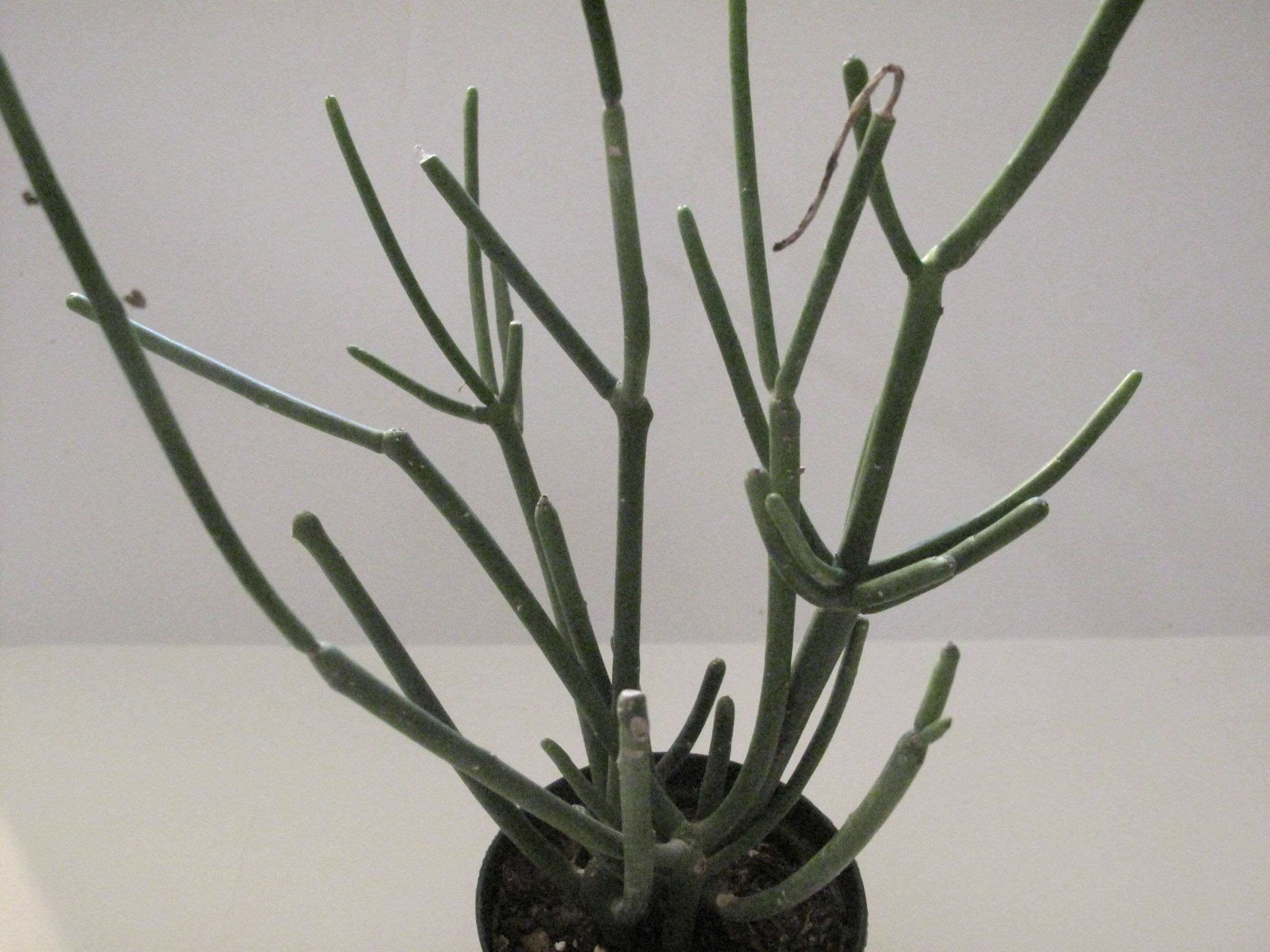 Pencil Cactus Plant Euphorbia Tirucalli 8 - 11 In - Etsy