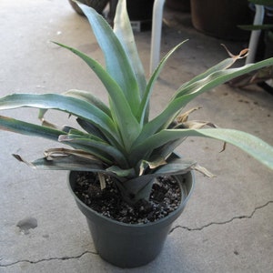 Pineapple Plant (ananas Comosus) 6in, Bare Root - Etsy
