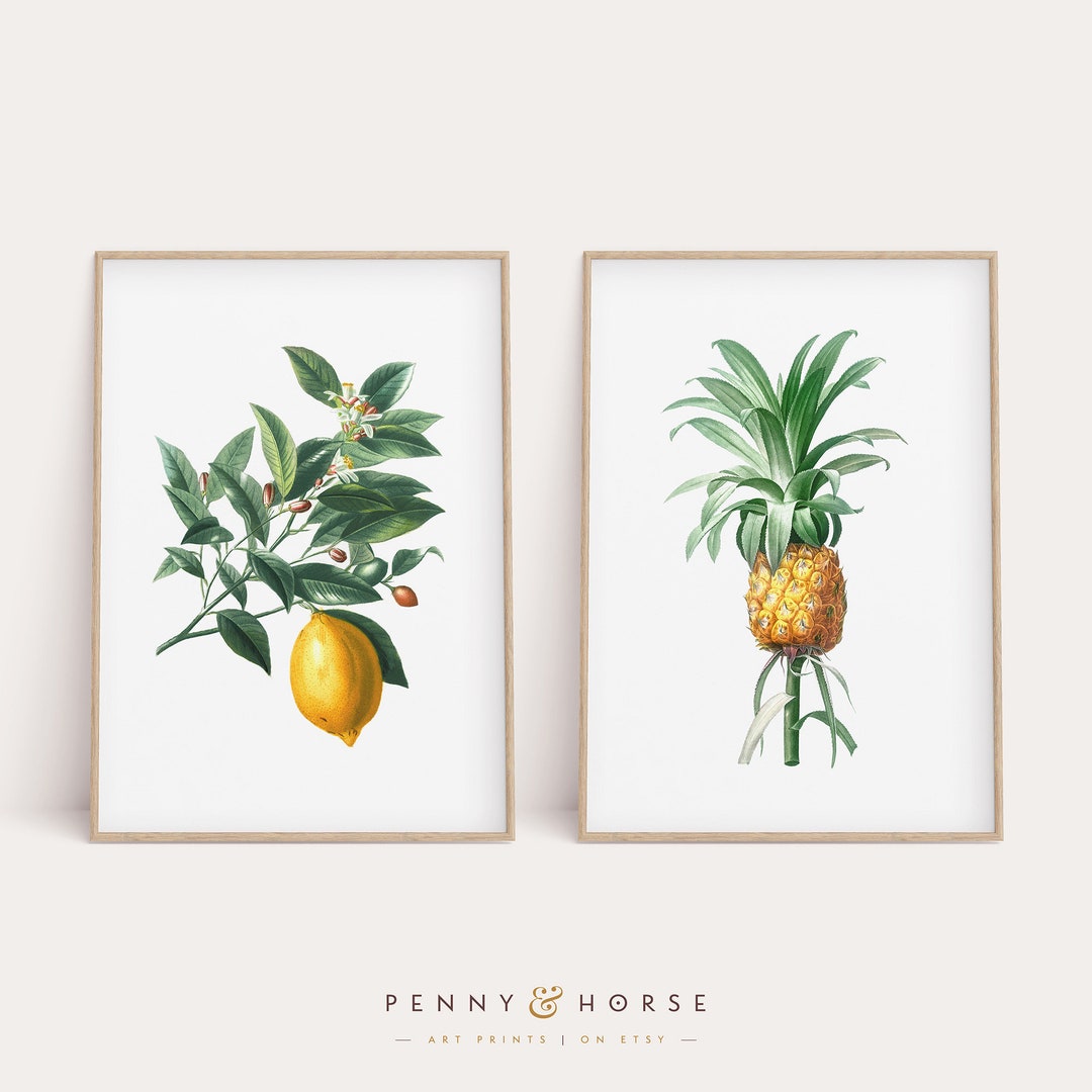 Vintage Obst Illustration Illustration, Illustration Set, Zitrone ...