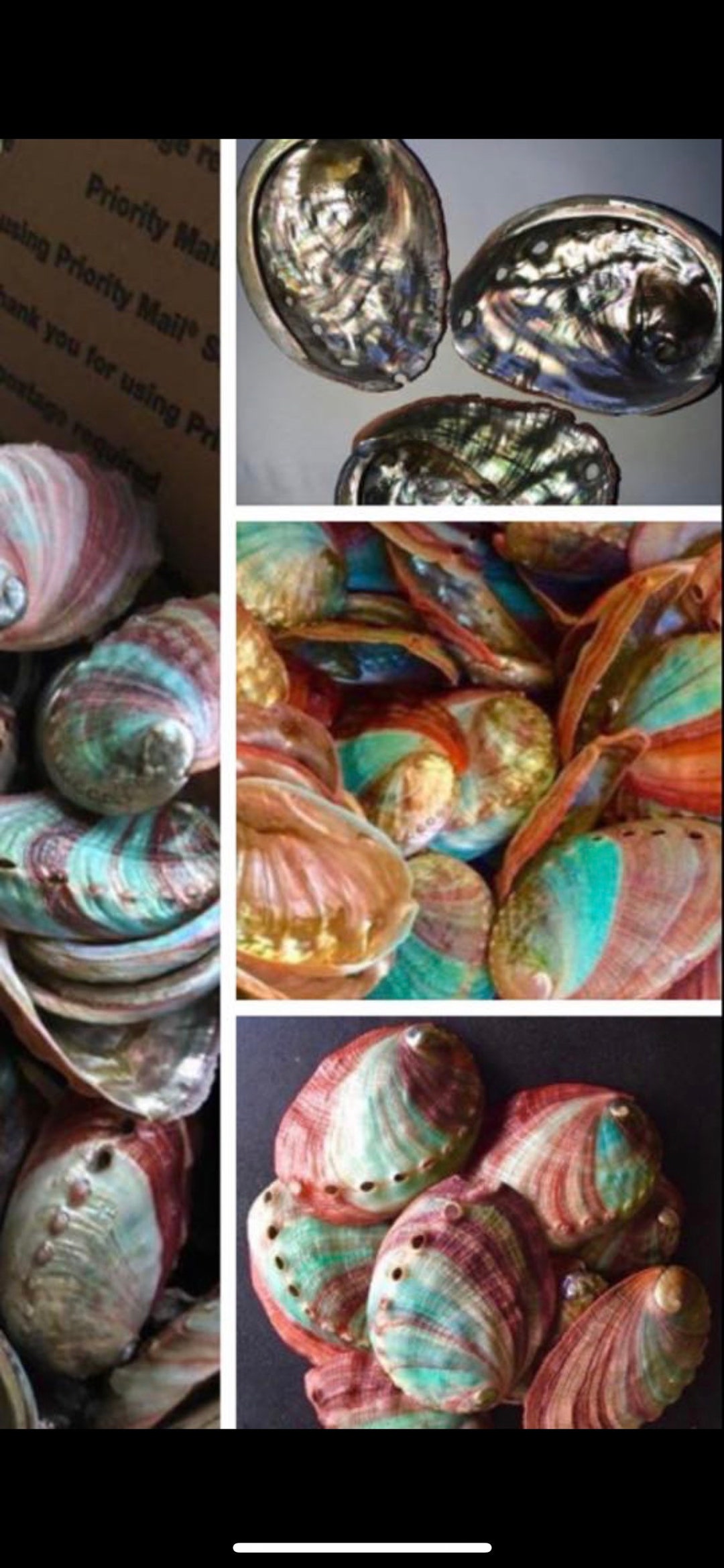 2"-3" ABALONE SHELLS/ Amazing Color/ Flashy/ Multicolor/ Ritual/altar ...