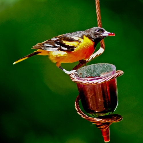 Window Oriole Feeder - Etsy