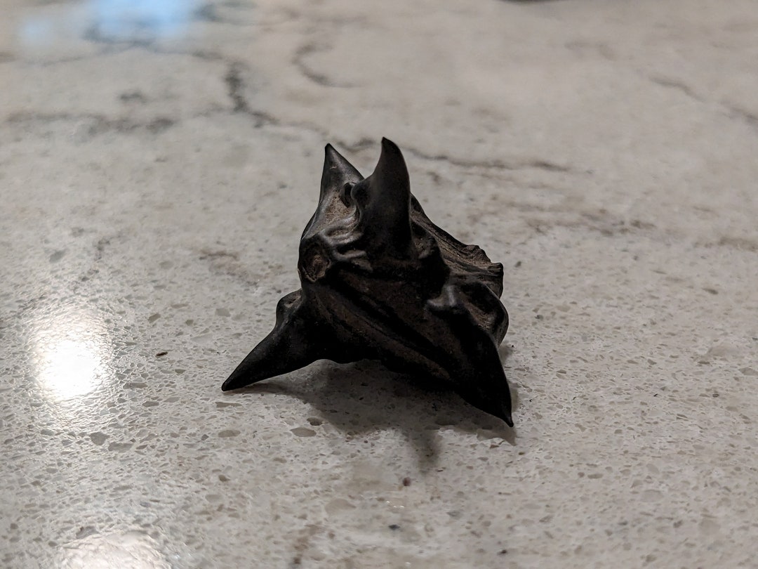 Devils Nuts READ DESCRIPTION bull Nut,river Pod,spiky Nut,bat Nut,devil ...