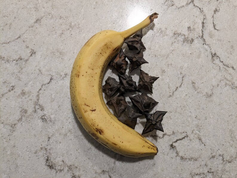 Devils Nuts READ DESCRIPTION bull Nut,river Pod,spiky Nut,bat Nut,devil Pod,gothic Nut,water ...