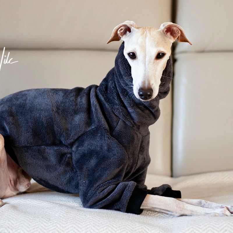 Italian Greyhound Clothing - Etsy