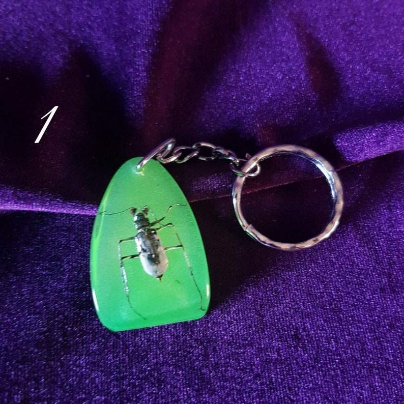 5 Different Insect Resin Keychains Insect Moths Beetles - Etsy