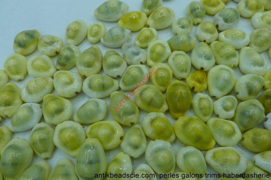 200 Shell Medium Models No Holes 320 Grs - Etsy