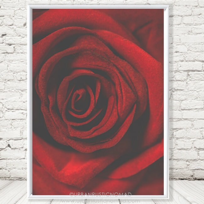 Deep Red Rose Flowers Wall Art Print Photograph Modern | Etsy