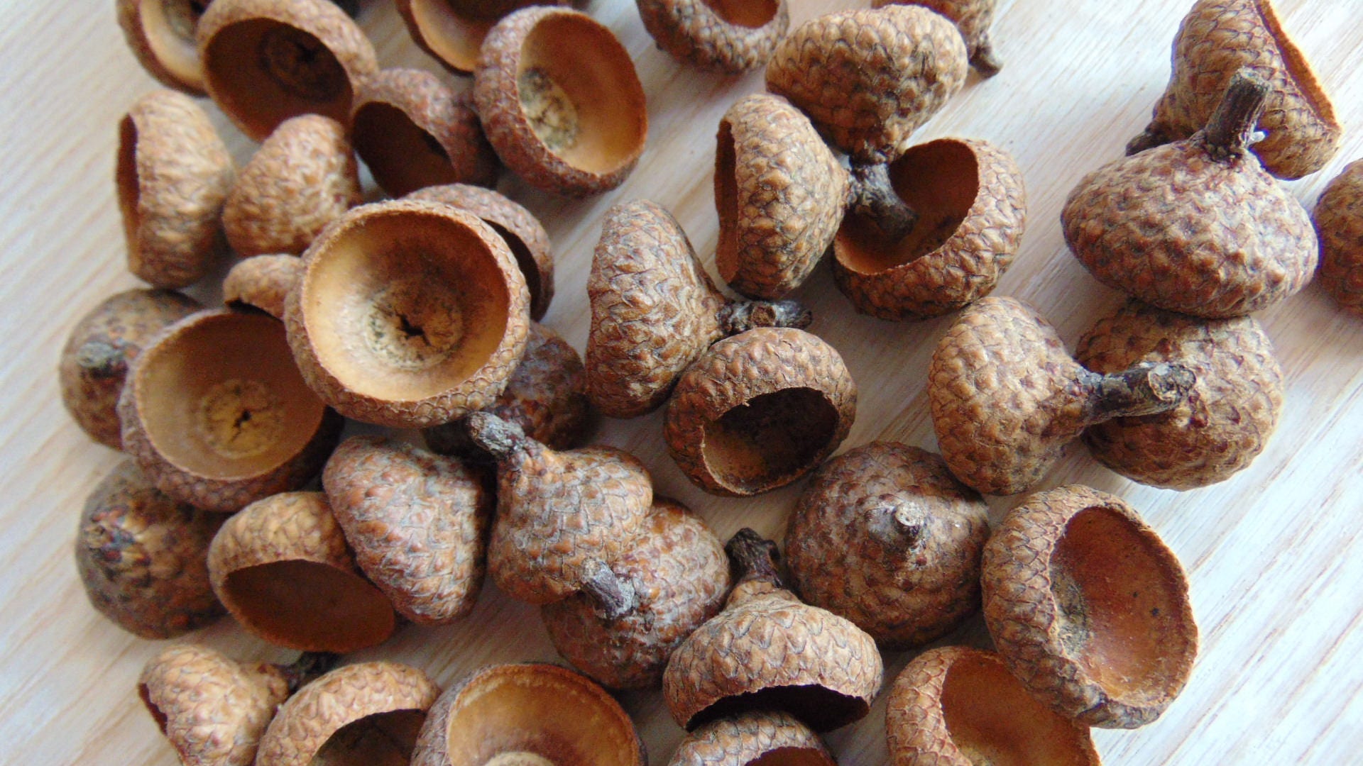 50 Natural Acorn Caps Pure Natural Acorn Caps Nature Decor | Etsy