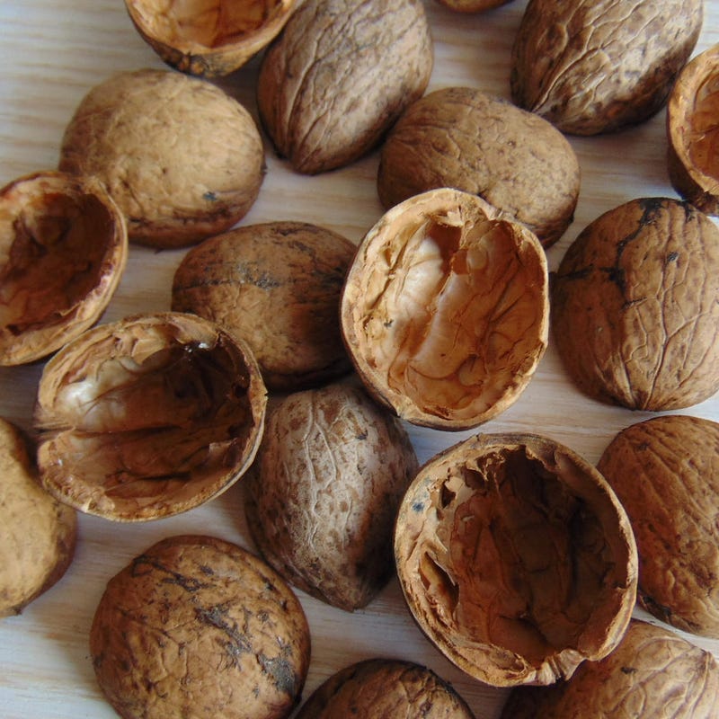 Walnut Shells - Etsy