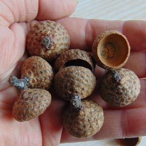 50 Natural Acorn Caps, Pure Natural Acorn Caps, Nature Decor, Fall ...