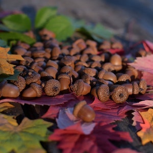 50 Natural Acorns, Acorn Nut, Real Acorn, Dly Craft Supply, Dried Oak ...
