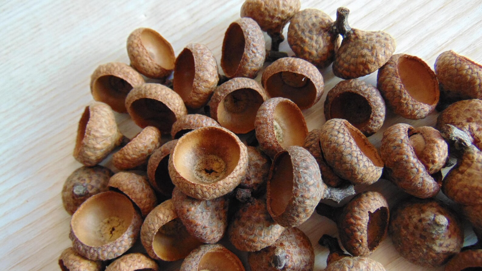 50 Natural Acorn Caps Pure Natural Acorn Caps Nature Decor | Etsy