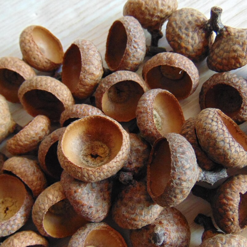 Real Acorn - Etsy