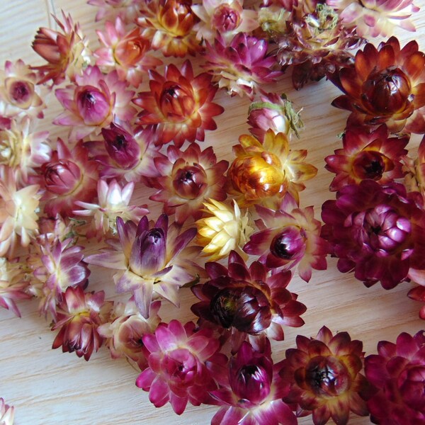Strawflowers - Etsy