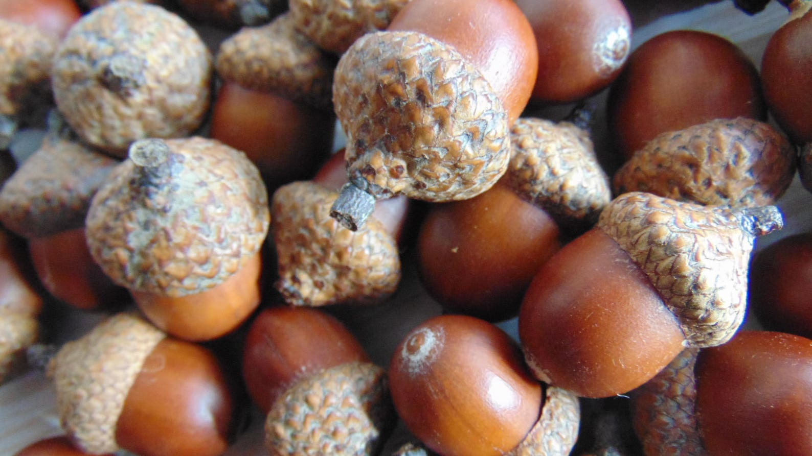 40 Natural Large Acorns Acorn Nut Real Big Acorn Dly - Etsy