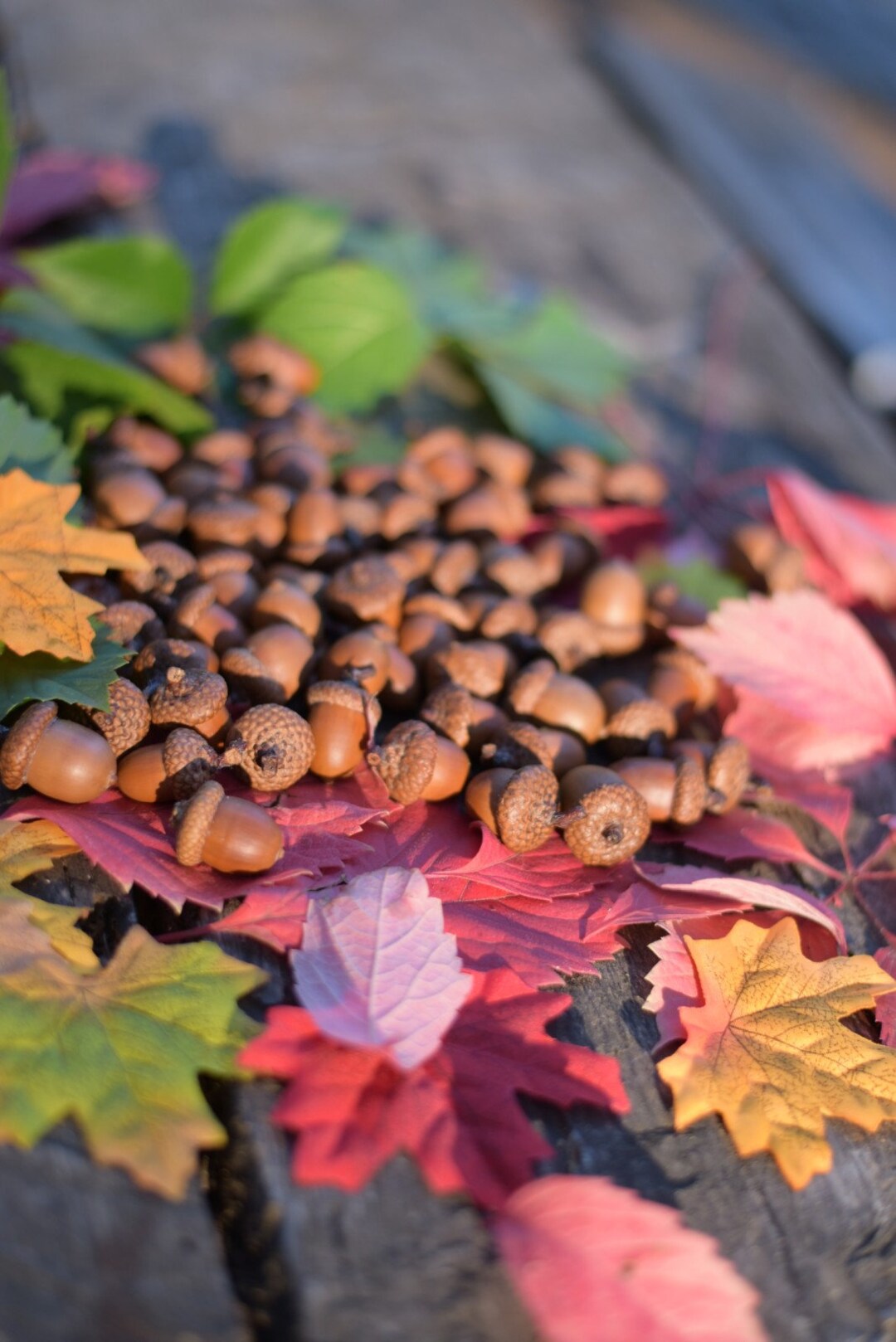 50 Natural Acorns, Acorn Nut, Real Acorn, Dly Craft Supply, Dried Oak ...