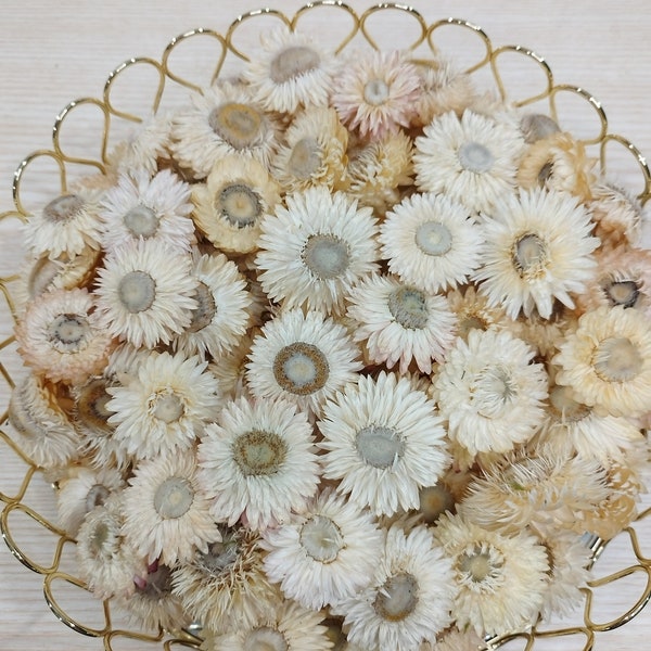 Strawflowers - Etsy