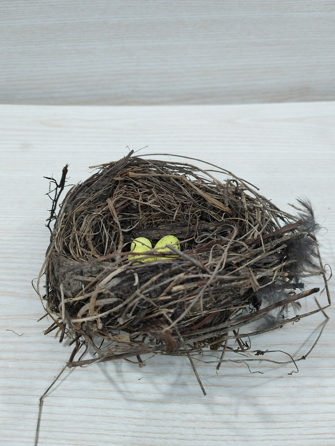 Real Bird Nest , Amazing Natural Nest, Bird Nest , Natural Bird Nest ...