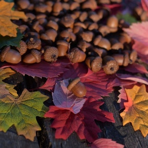 50 Natural Acorns, Acorn Nut, Real Acorn, Dly Craft Supply, Dried Oak ...