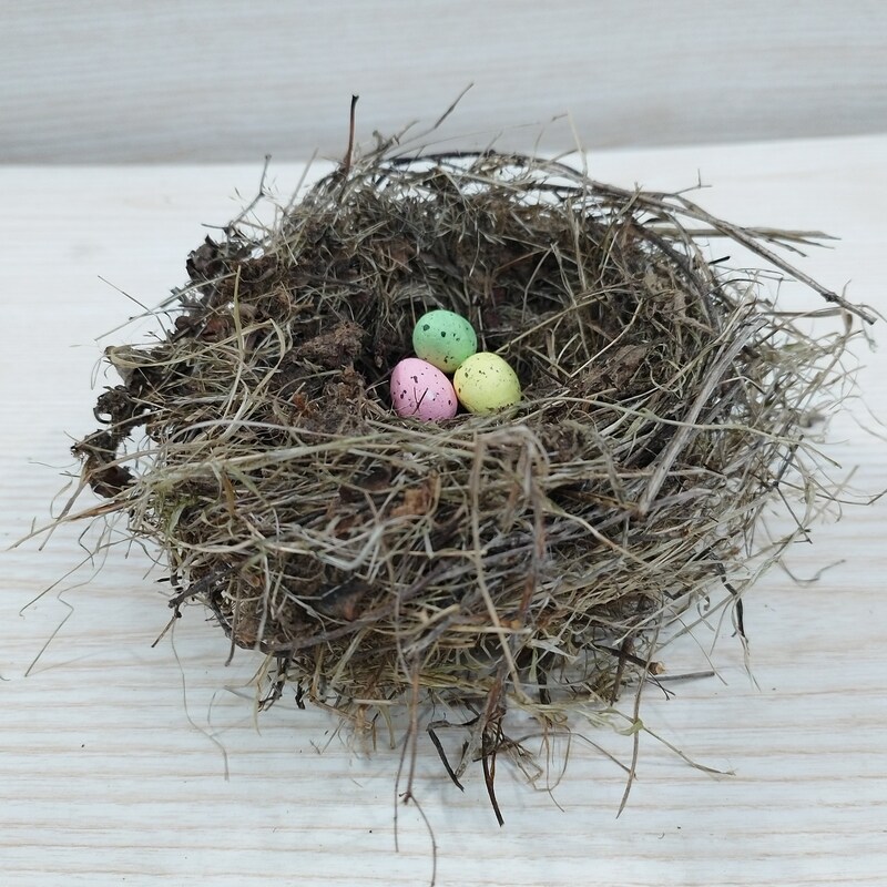 Real Birds Nest - Etsy