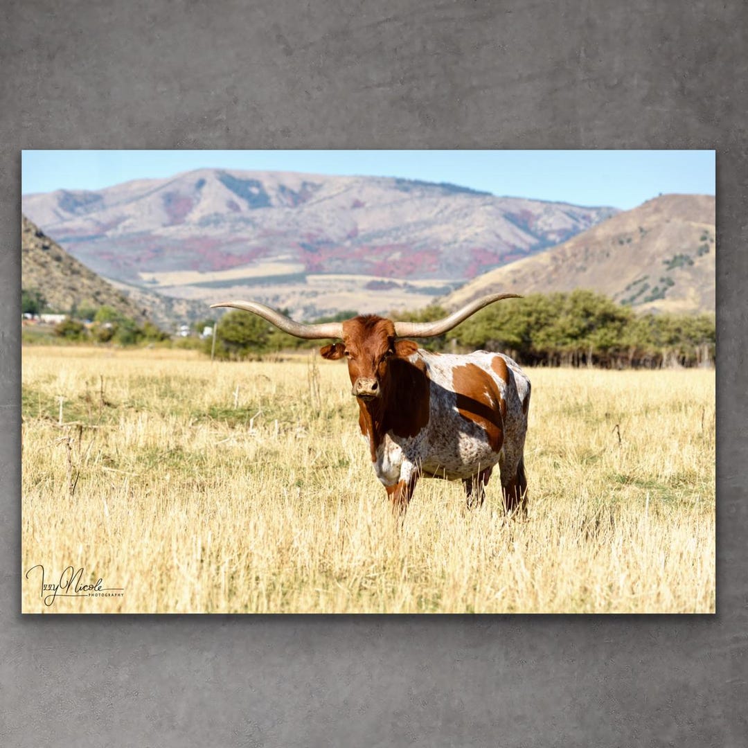 Longhorn Cow Print, Texas Longhorn, Print Canvas or Metal, Farmhouse ...