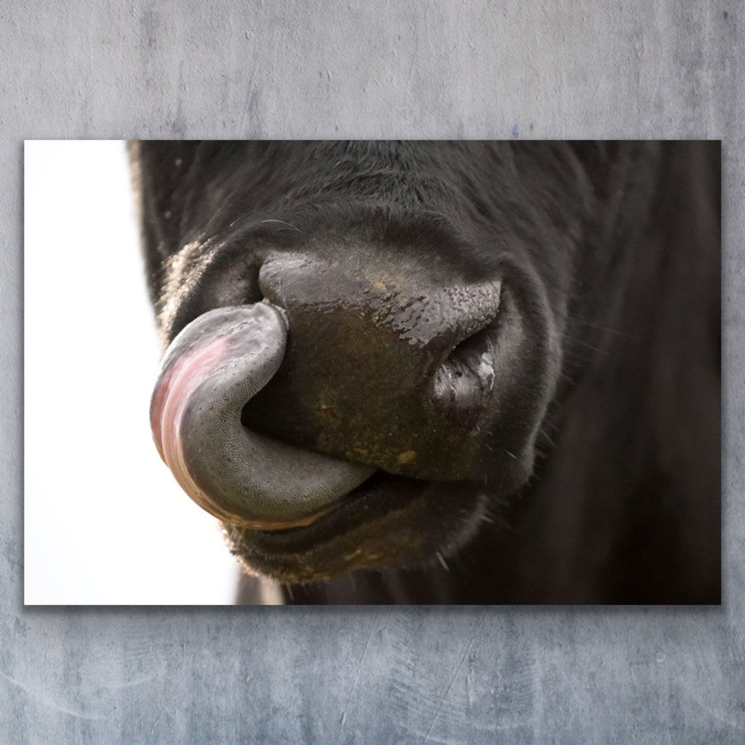 Funny Cow Tongue Photo Print: Black Angus Farmhouse Wall Art - Etsy