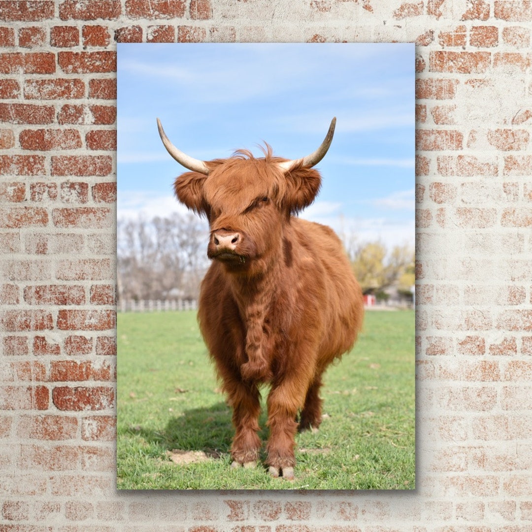 Red Highland Cow Print, Highland Cattle Photo, Western Highland Wall ...