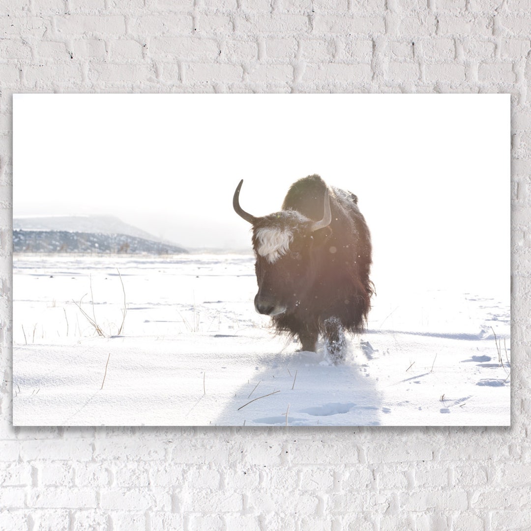 Winter Yak Fine Art Print: Black and White Panorama, Western Wall Decor ...