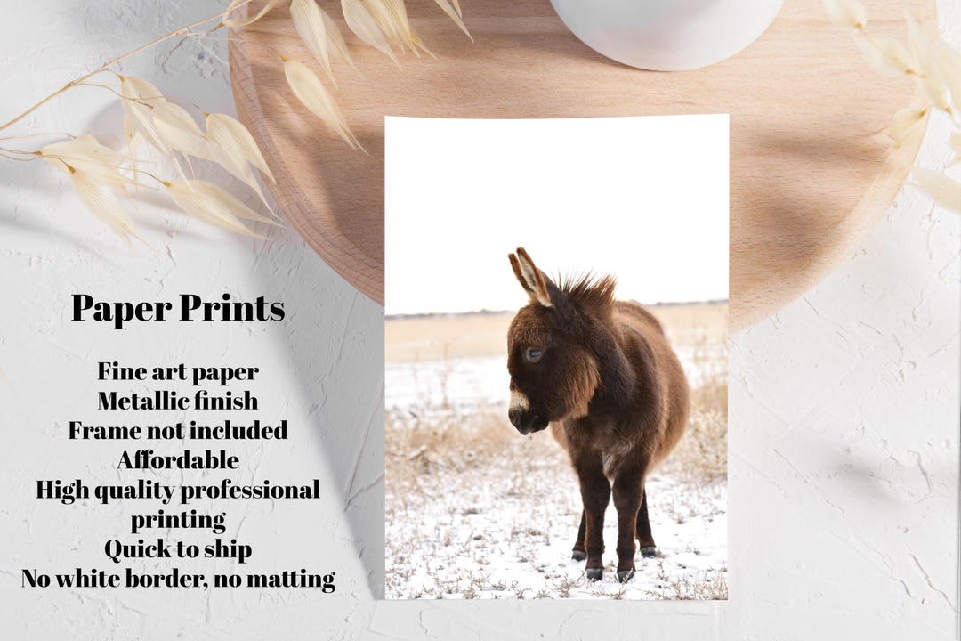 Mini Donkey Print Wall Art, Canvas Donkey Print, Aluminum Print Wall ...