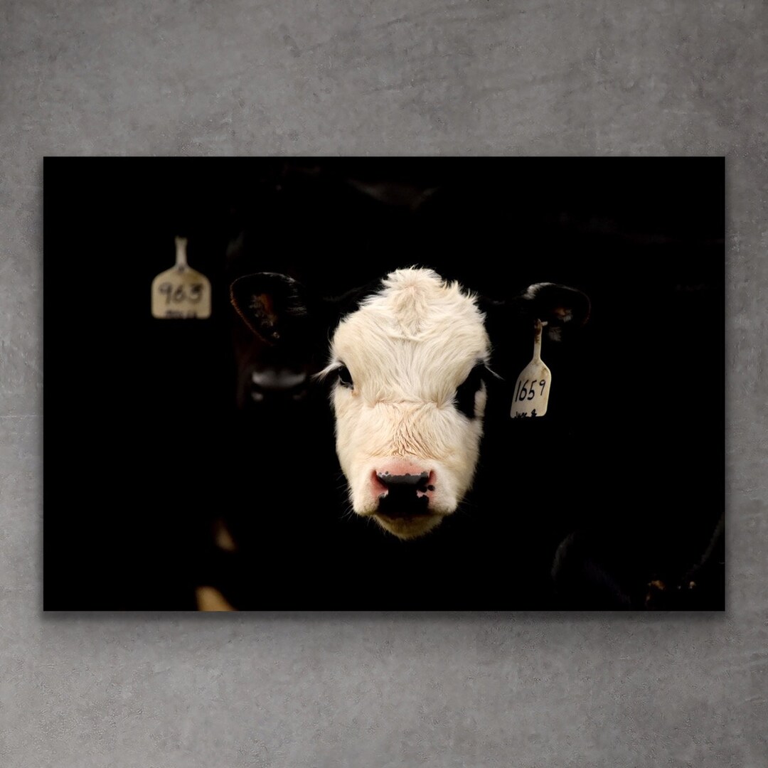 Black and White Cow and Calf Photo Print, Barn Wood Frame Cow Print ...