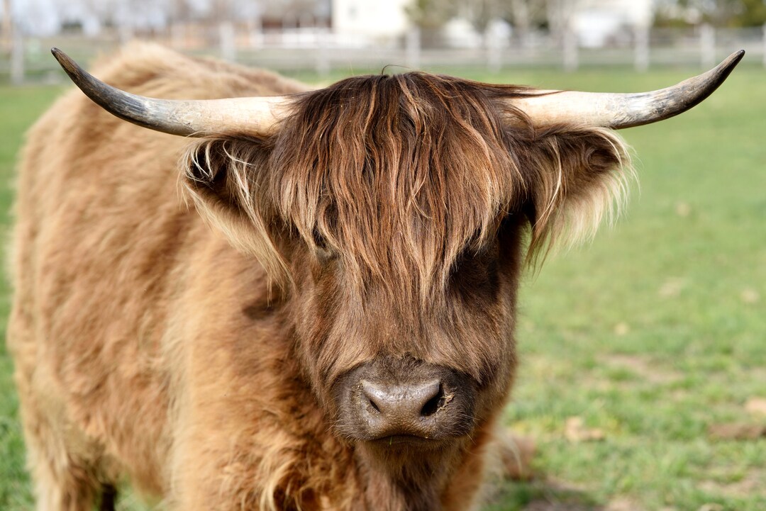 Highland Cow Photograph, Fuzzy Highland Cattle, Western Highland Cow ...